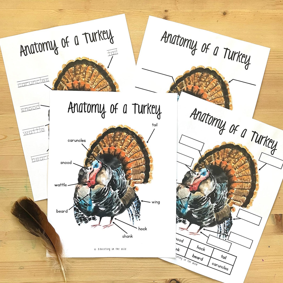Turkey Unit Study – Educating in the Wild