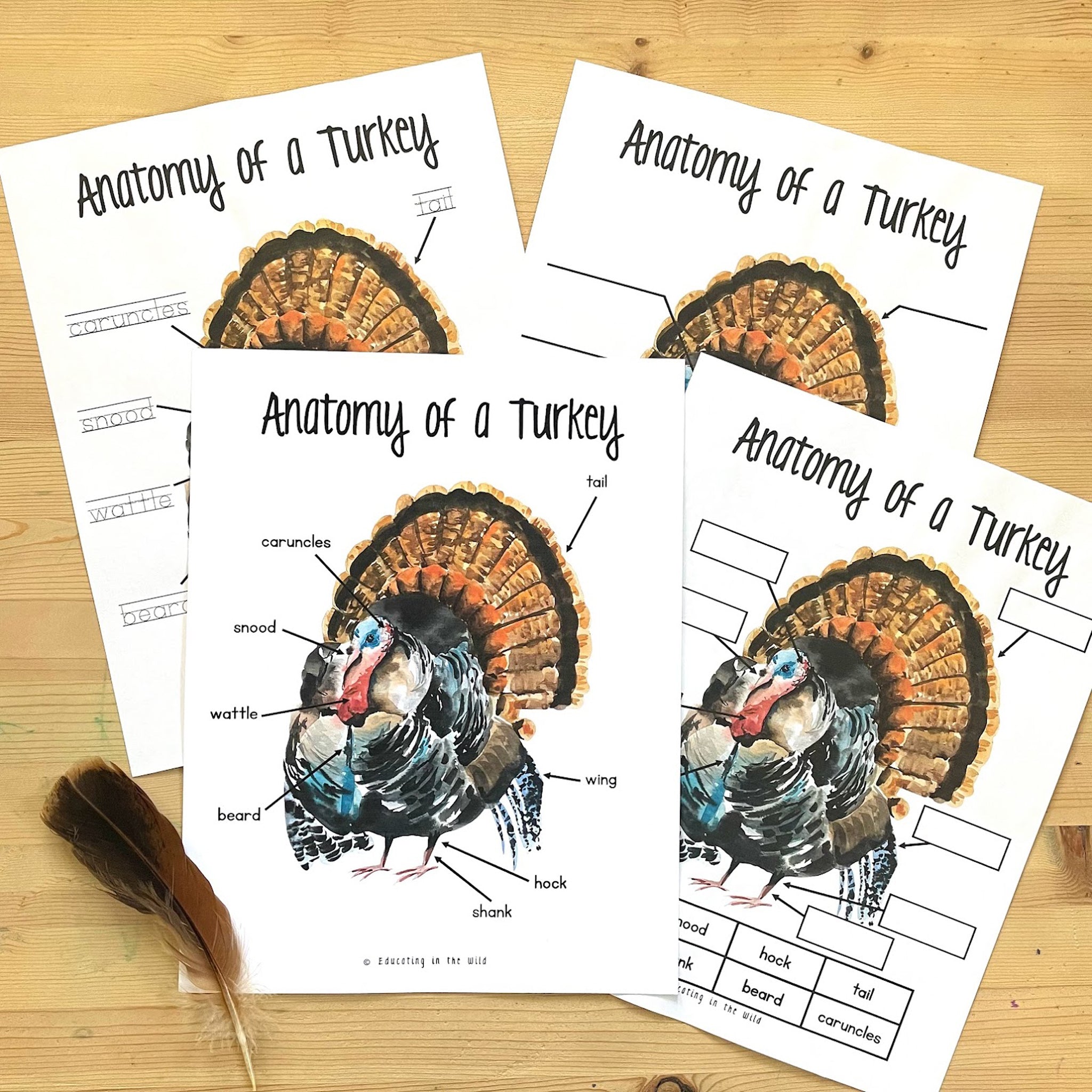 Turkey Unit Study – Educating in the Wild