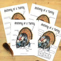 Turkey Unit Study – Educating in the Wild