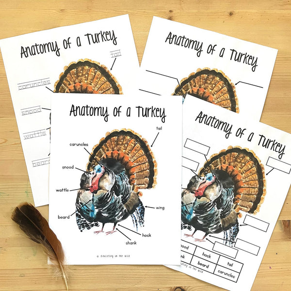 Turkey Unit Study – Educating in the Wild