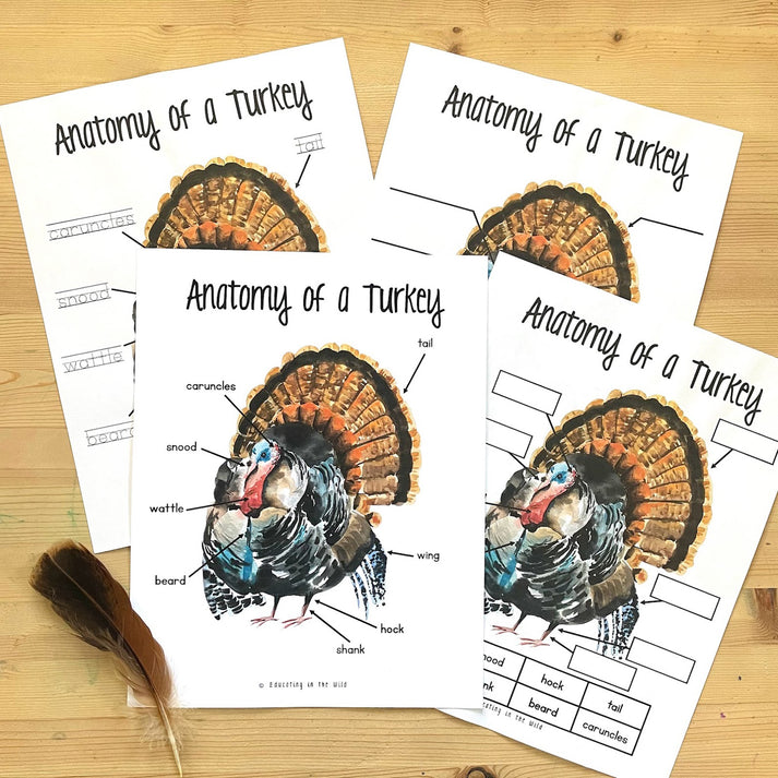 Turkey Unit Study – Educating in the Wild