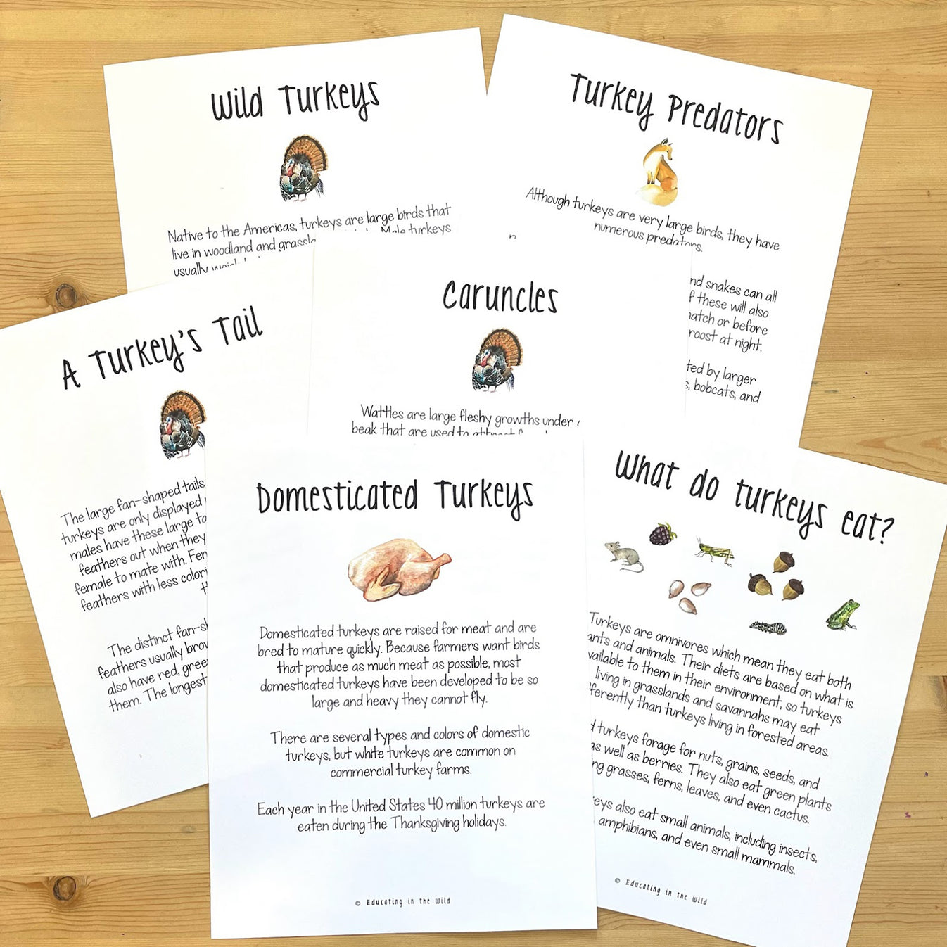 Turkey Unit Study – Educating in the Wild