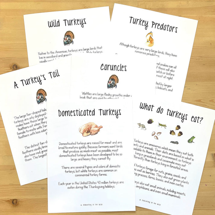 Turkey Unit Study – Educating in the Wild