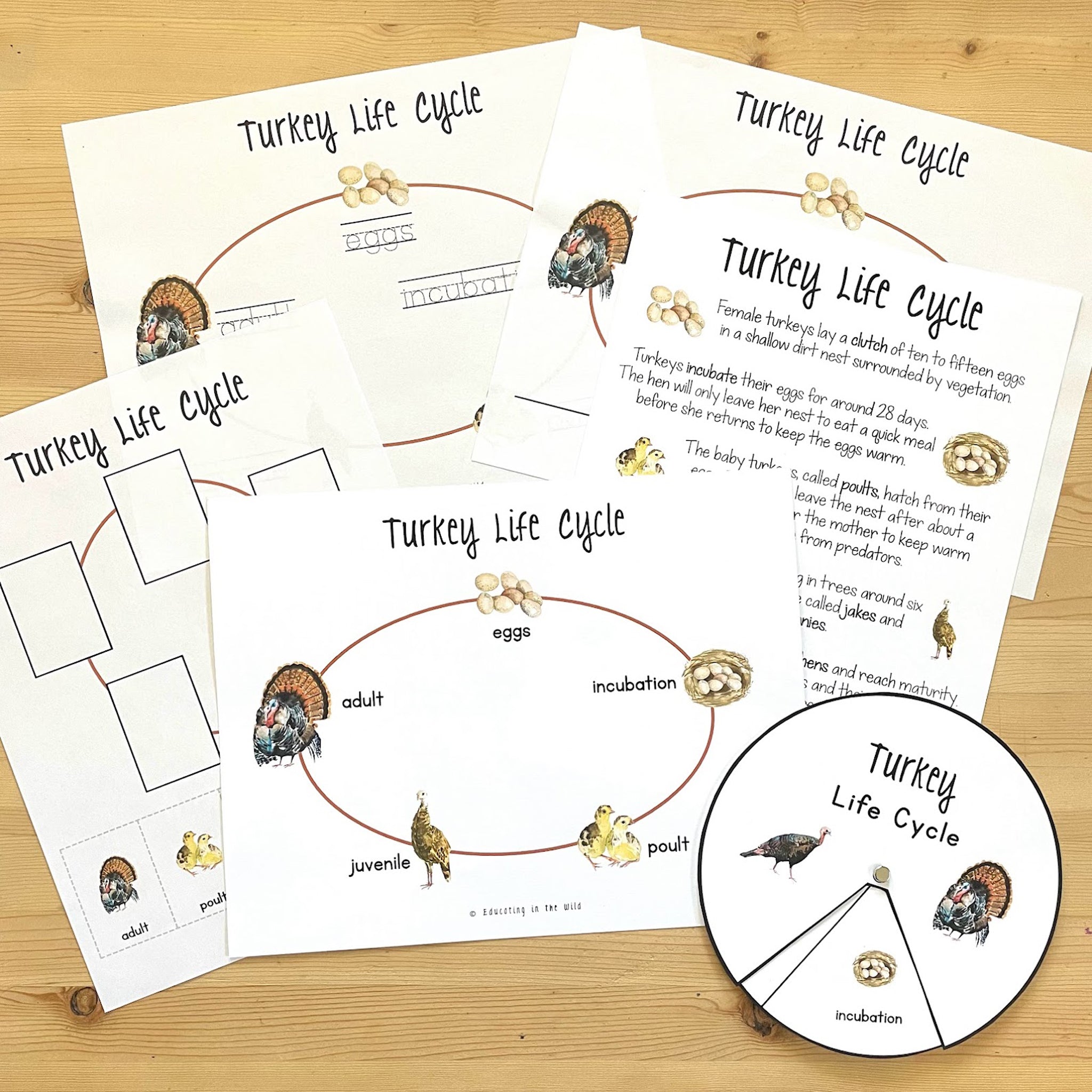 Turkey Unit Study – Educating in the Wild