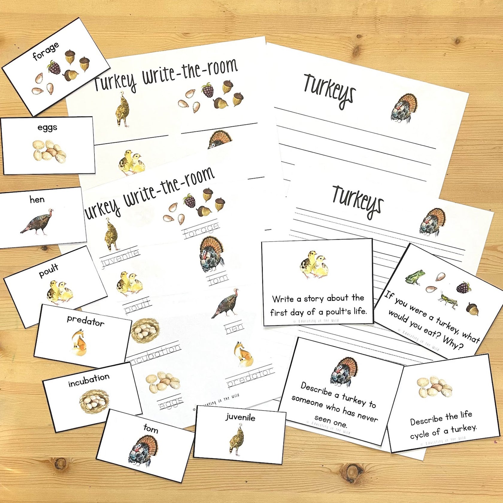 Turkey Unit Study – Educating in the Wild