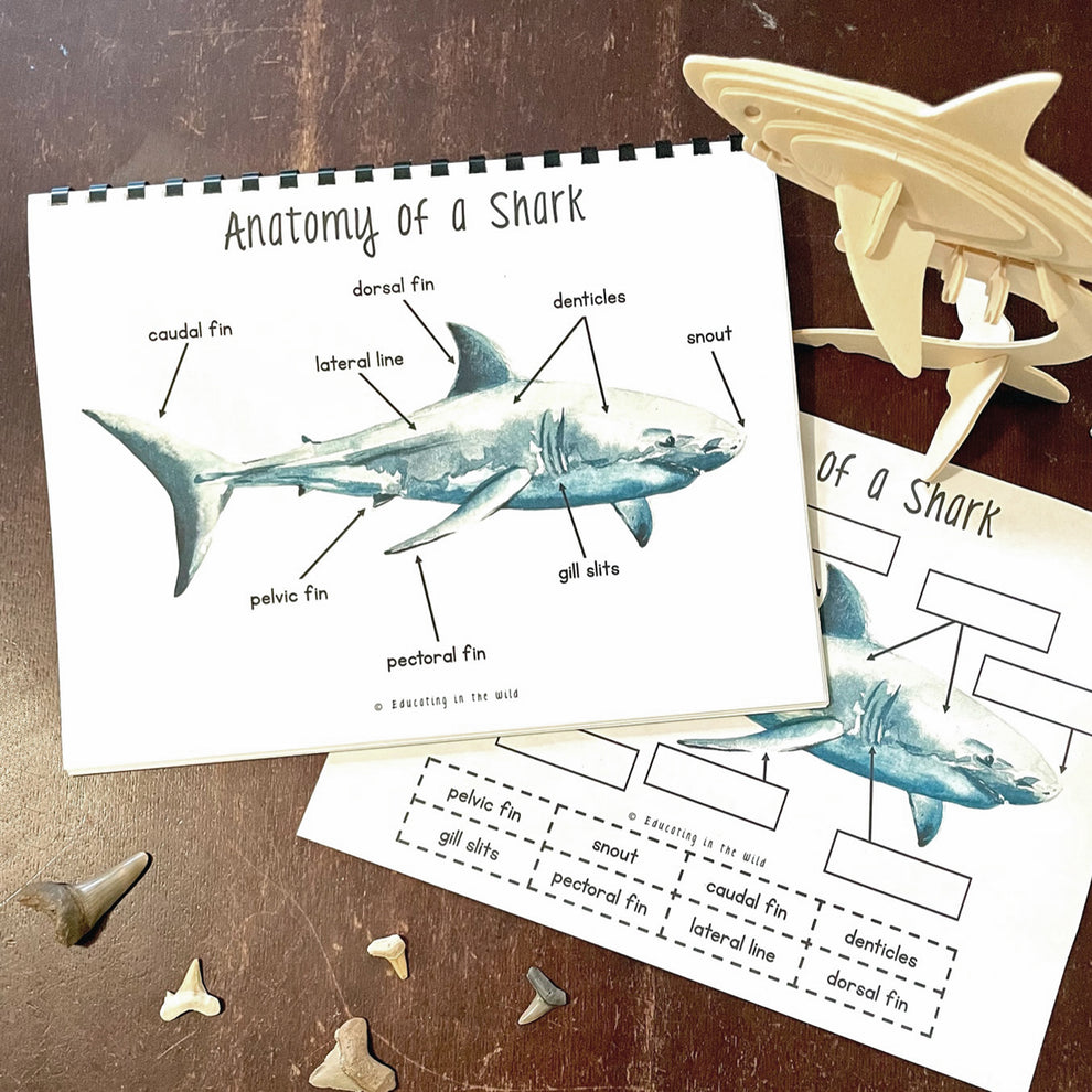 Shark Unit Study – Educating in the Wild
