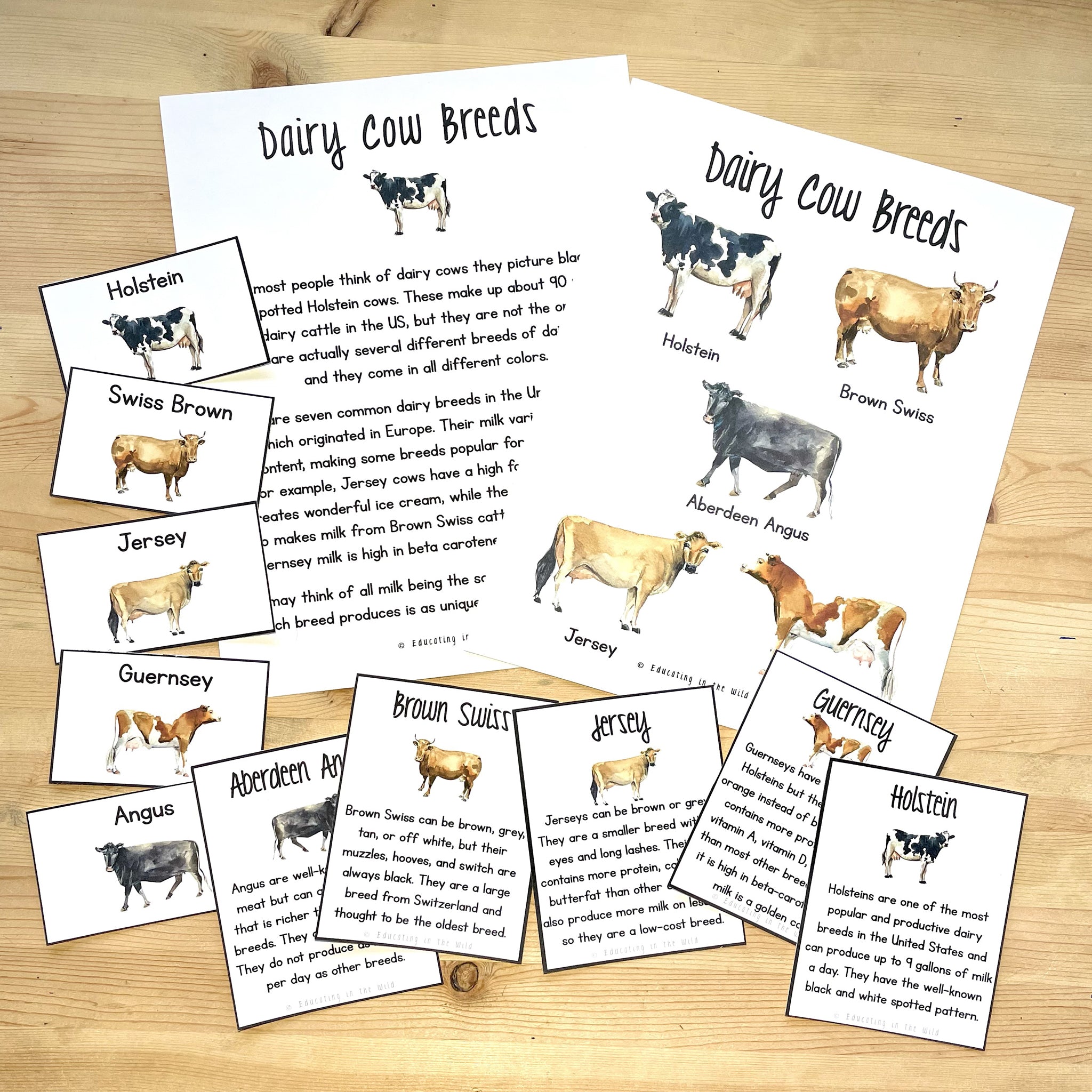 Dairy Cow Unit Study – Educating in the Wild