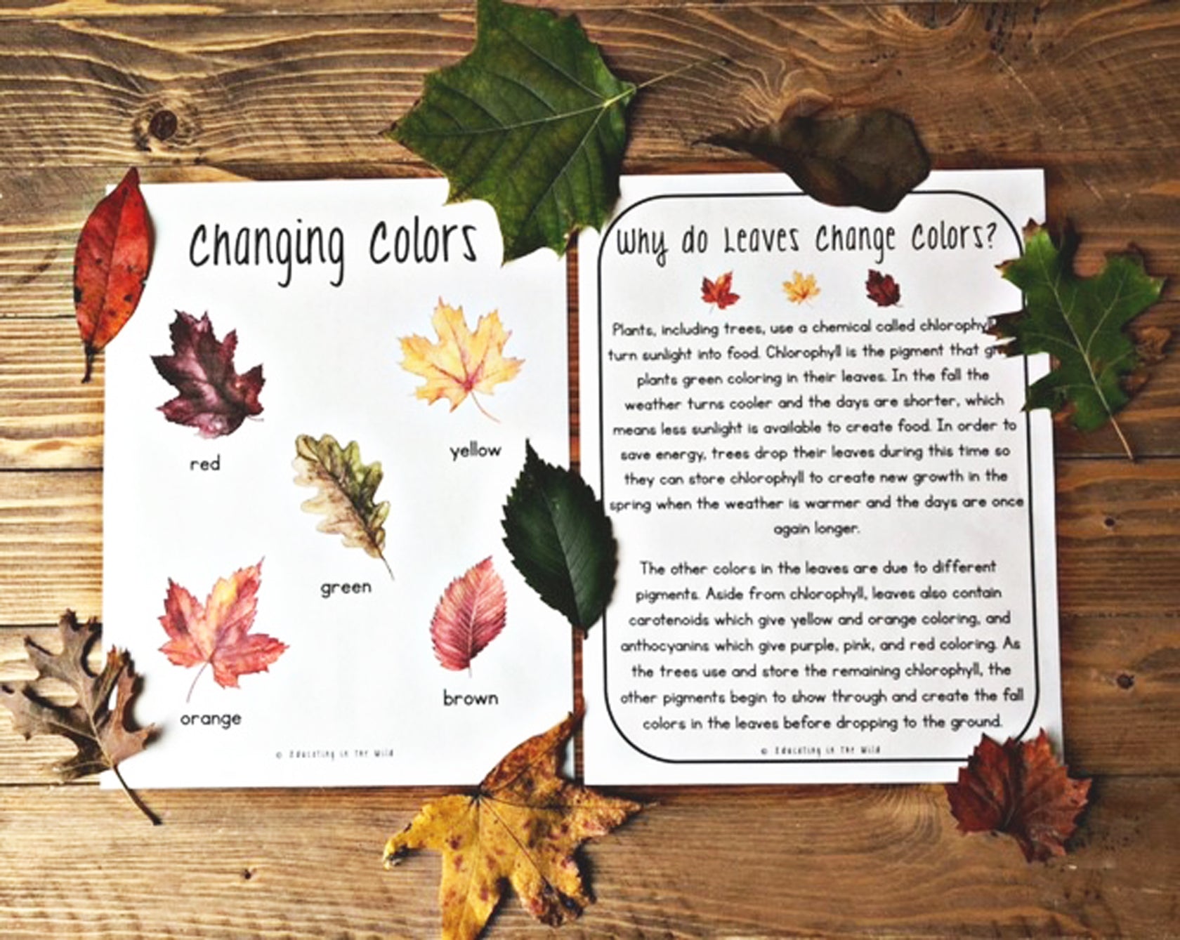 Fall Leaf Study – Educating in the Wild