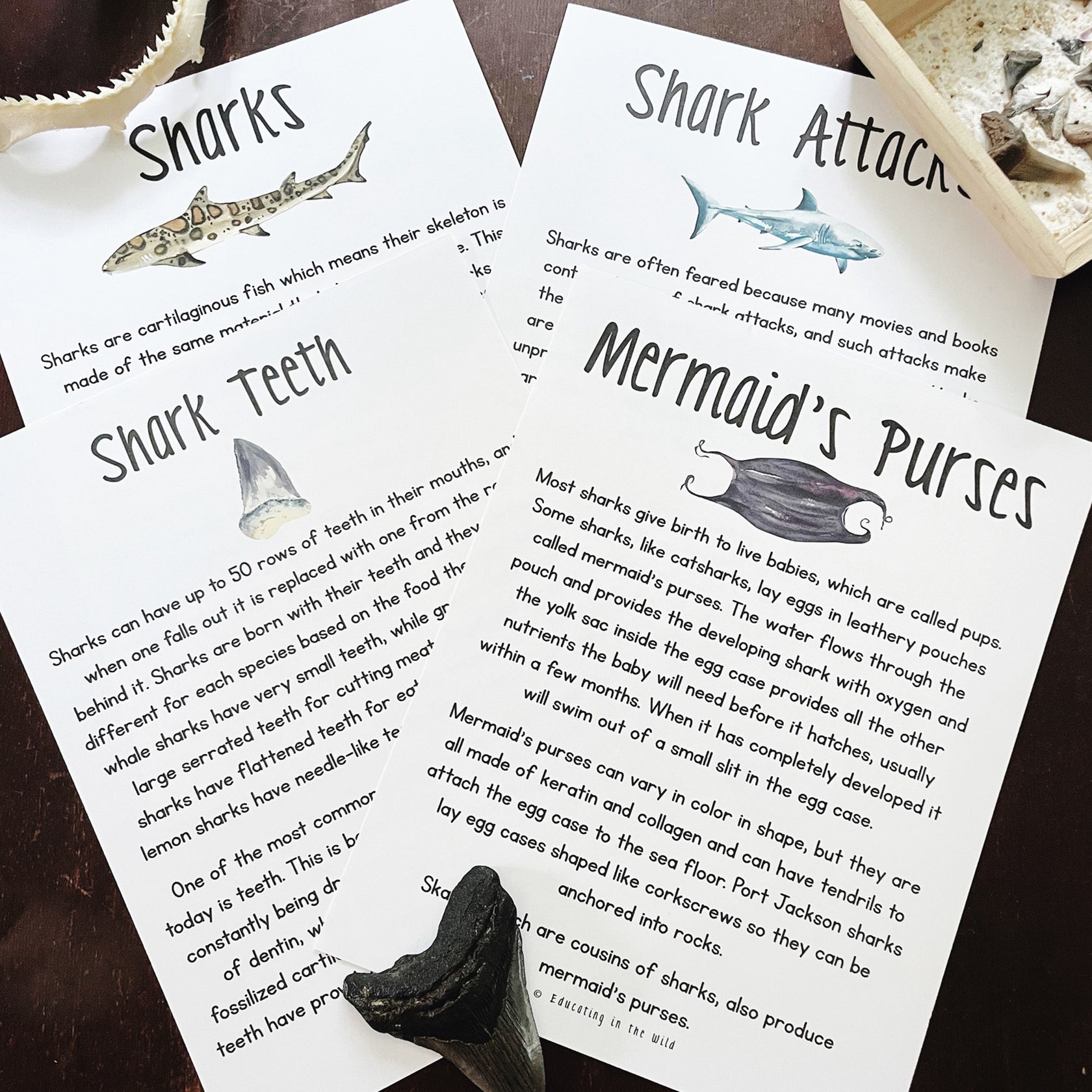 Shark Unit Study – Educating in the Wild