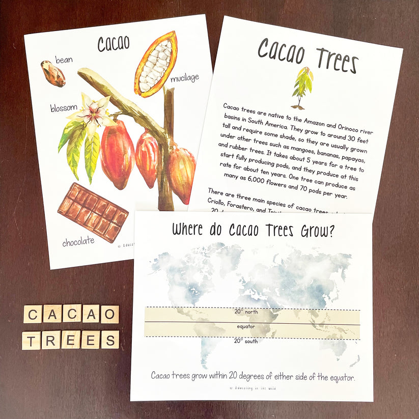 Chocolate Unit Study – Educating in the Wild