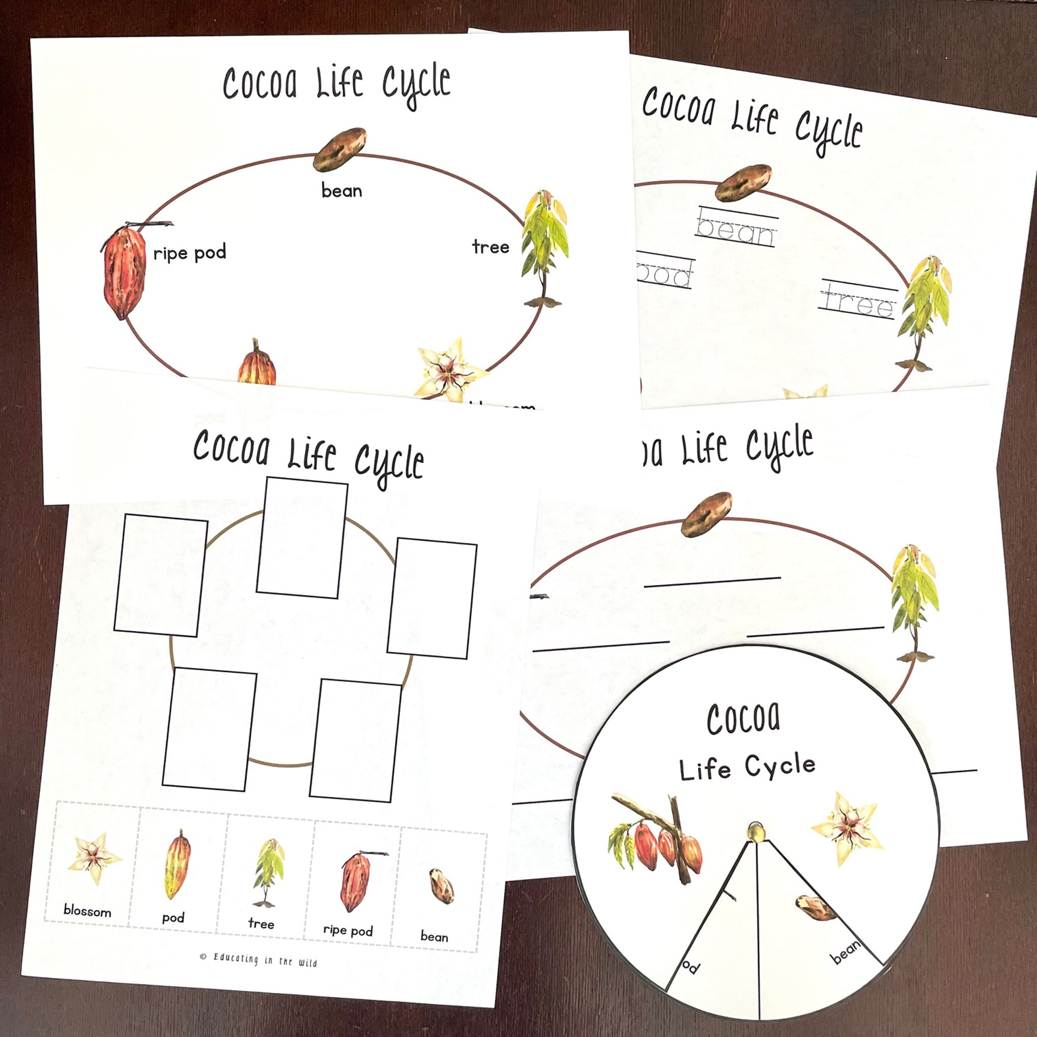 Chocolate Unit Study – Educating in the Wild