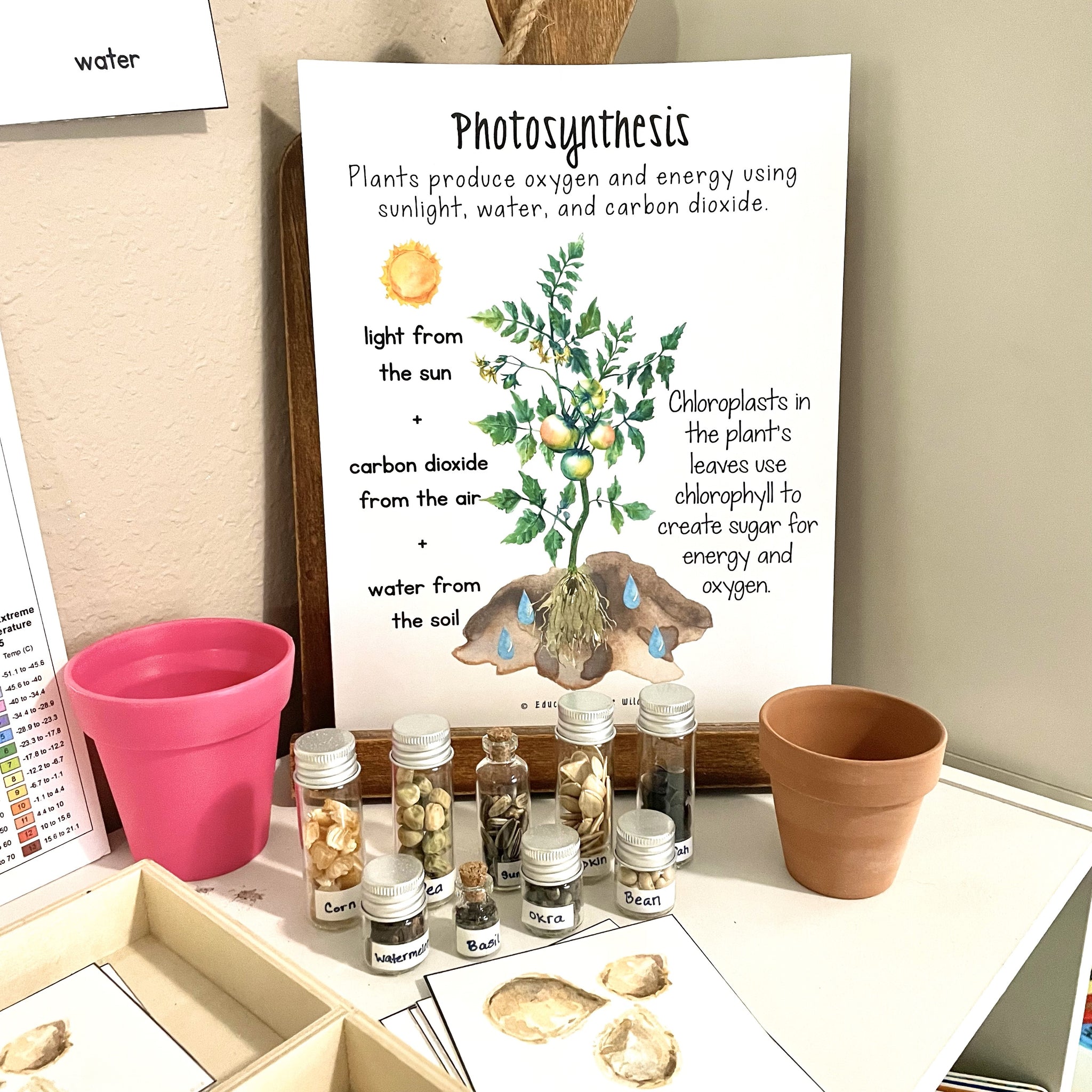 Garden Unit Study – Educating in the Wild