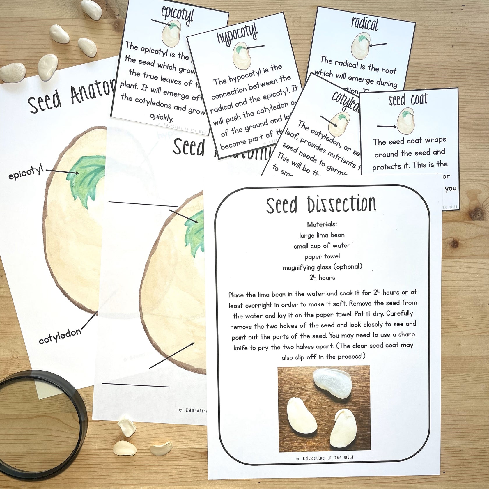 Garden Unit Study – Educating in the Wild